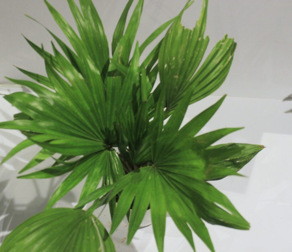 Buy China Palm / Table Palm Plant Online 2021| Bangalore Plants Nursery