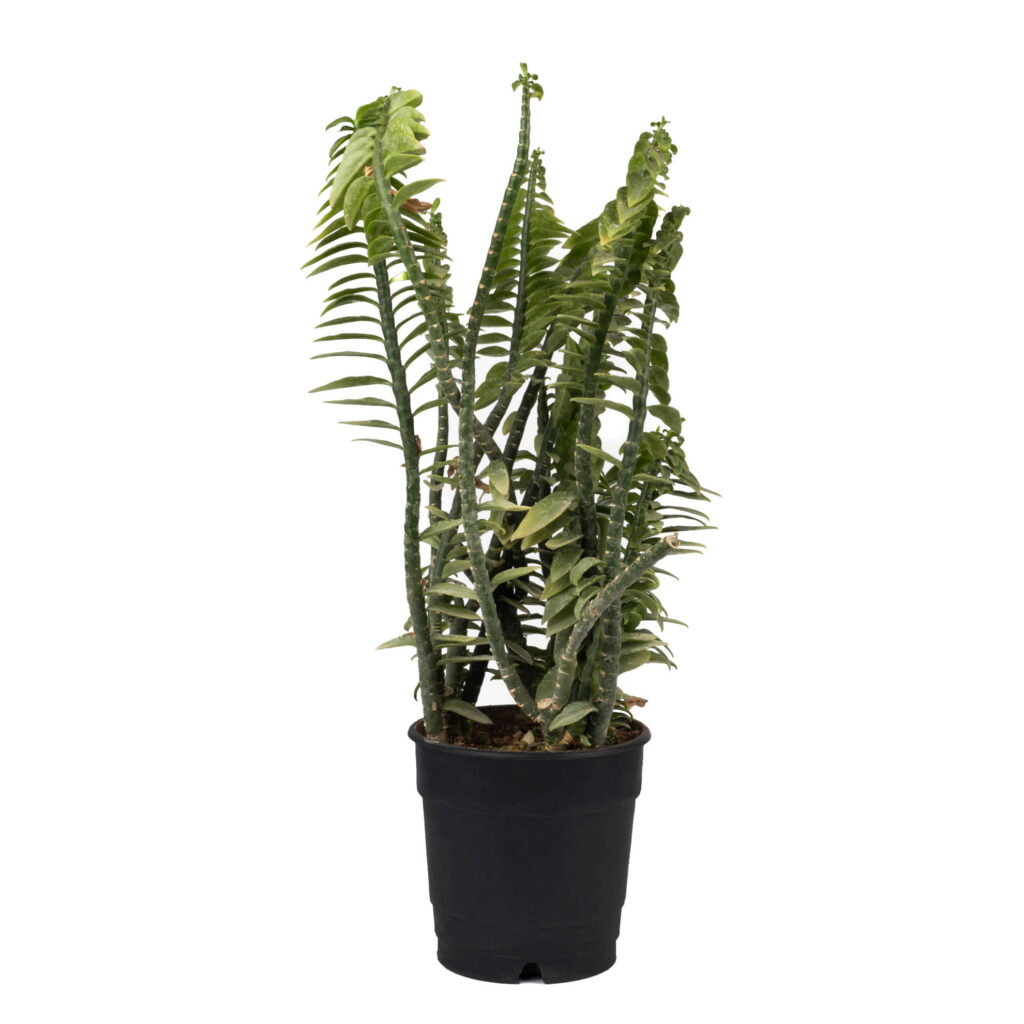 Euphorbia Tithymaloides (Devils Backbone) | Bagh Rare Indoor Plants.