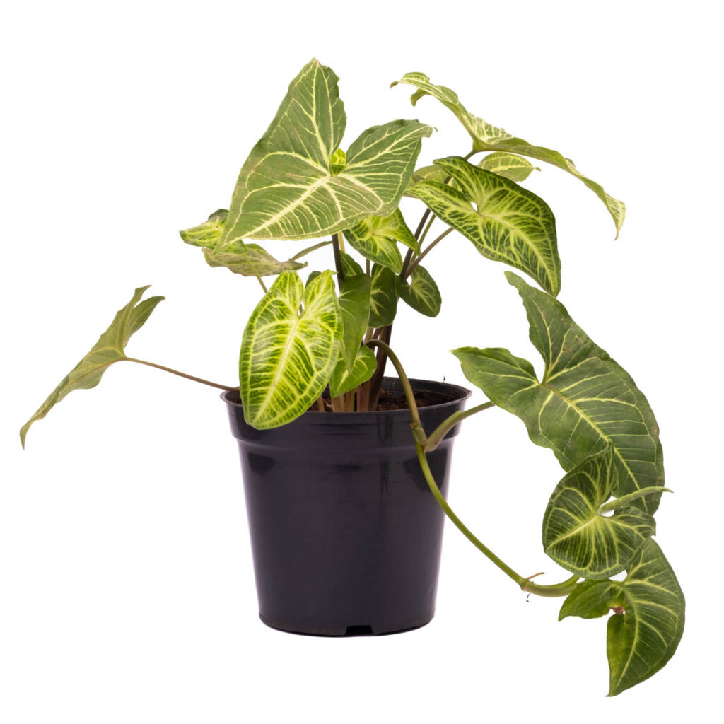 Arrowhead Plants/Syngonium Batik | Bagh Rare Indoor Plants | Nursery