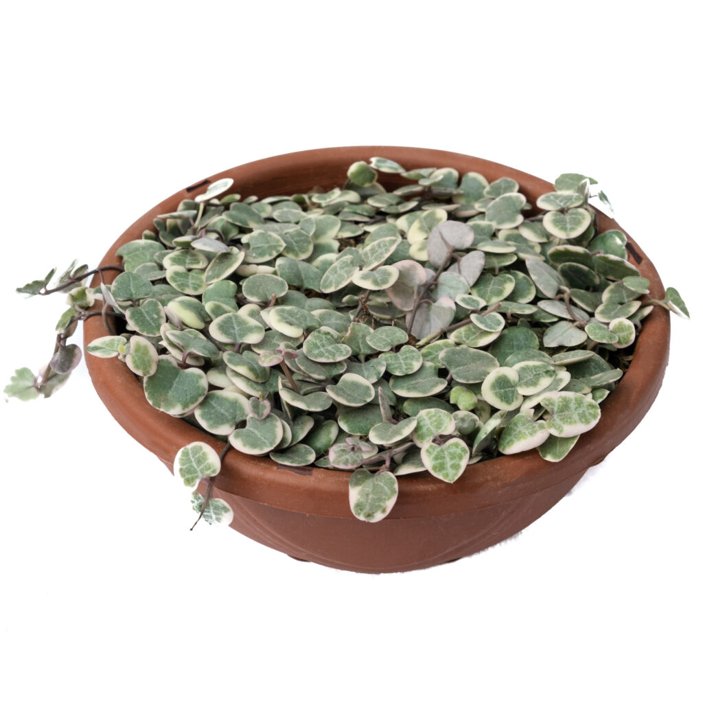 Variegated String of Hearts | Ceropegia Woodii Variegata | Hearts String