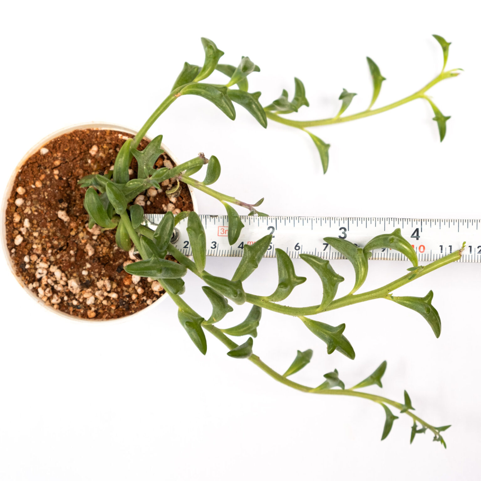 String of Dolphins (Dolphin Plant) | Buy Online Plants | Nursery India