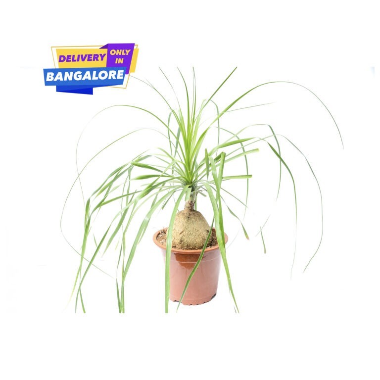 Pony Tail Palm - Beaucarnea Recurvata | Indoor Plant Online