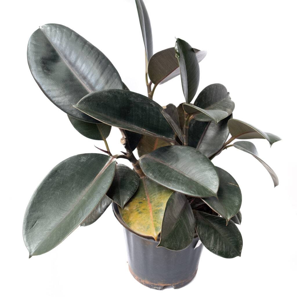 Rubber Plant | Rubber Tree | Ficus Elastica | Bangalore Nursery for Plants