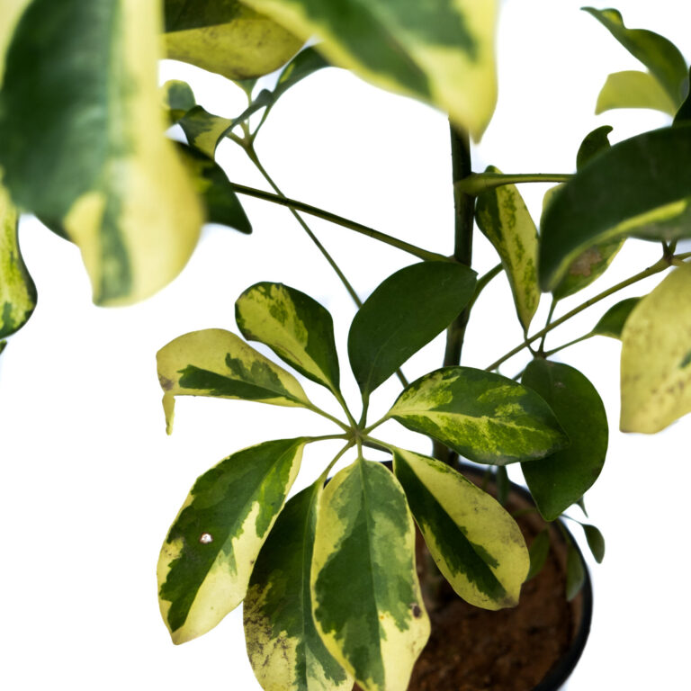 Buy Schefflera Variegated Plant 2021 | Top Bangalore Nursery for Plants