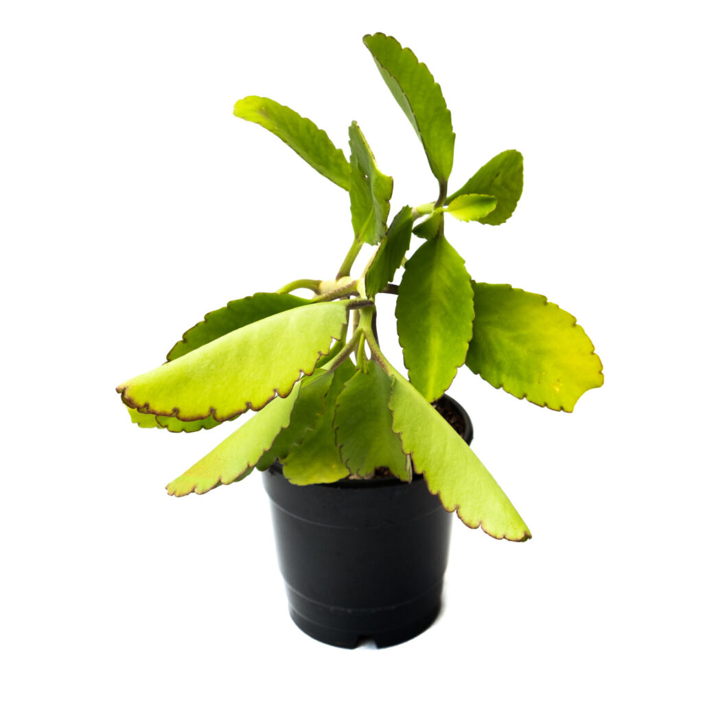 Bryophyllum Pinnatum | Kidney Stone Plant | Indoor Plant Bagh Store India