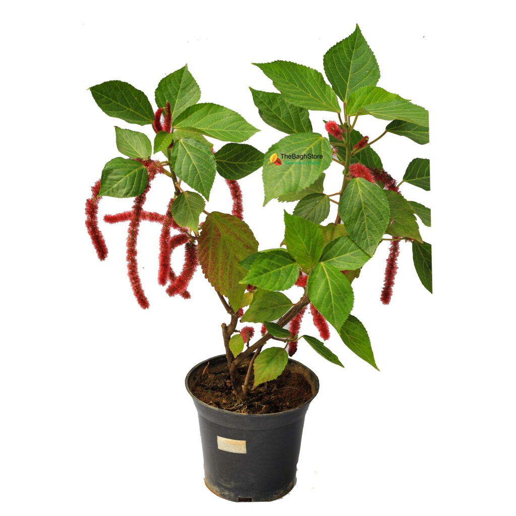Buy Acalypha Hispida Plant | Best Online Indoor Plant Nursery 2021