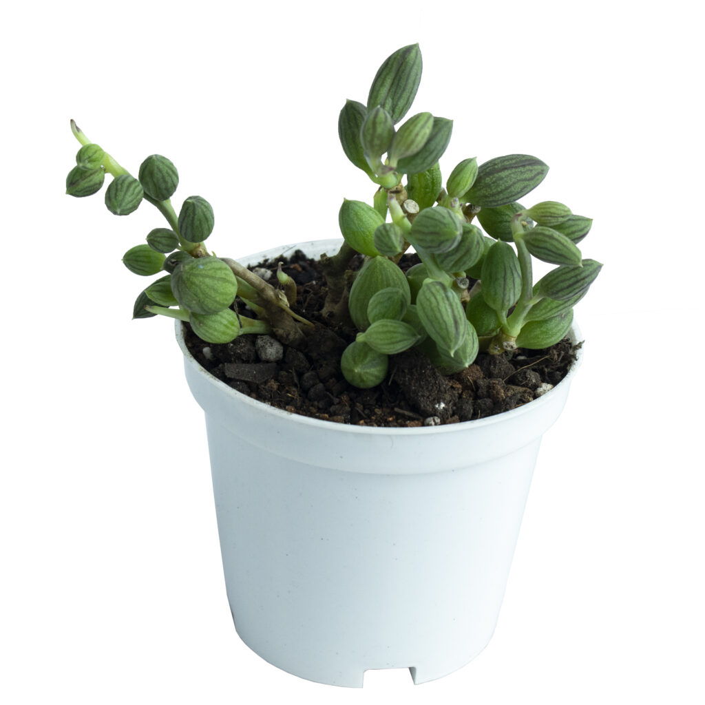 String of Watermelon - Senecio Herreianus Online Succulent Plants India