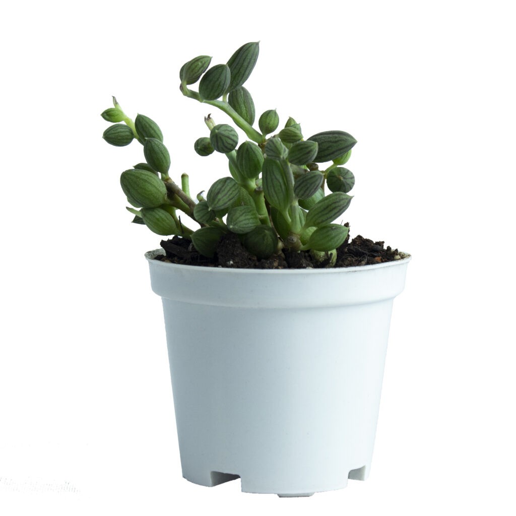 String of Watermelon - Senecio Herreianus Online Succulent Plants India