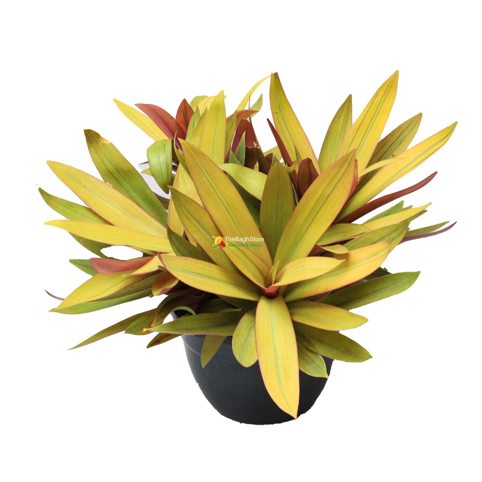 Buy Rhoeo Golden, Rhoeo Spathacea Sitara Gold Plants Shop Bangalore