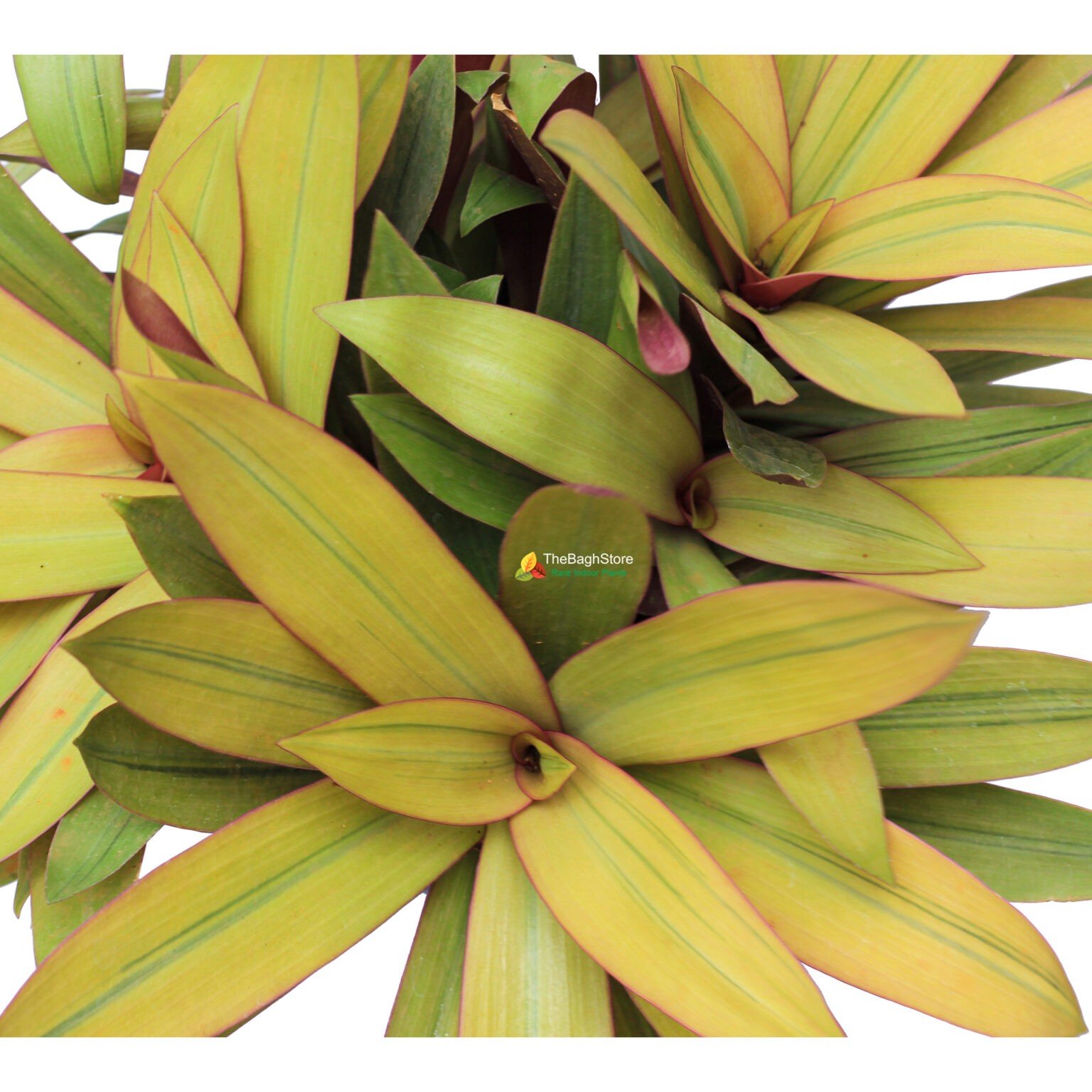 Buy Rhoeo Golden, Rhoeo Spathacea Sitara Gold Plants Shop Bangalore