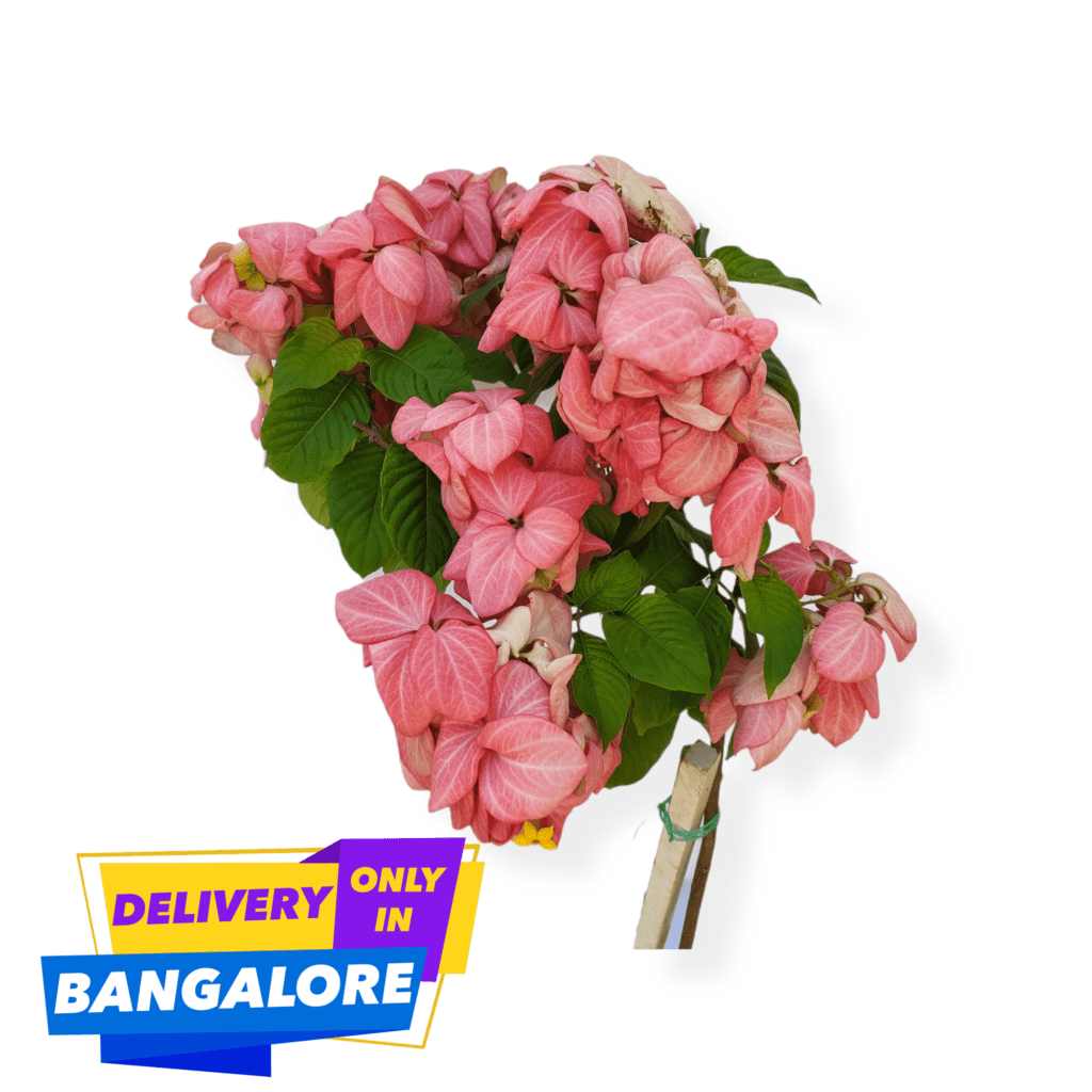 Mussaenda (Pink) Plant | Flowering Plants