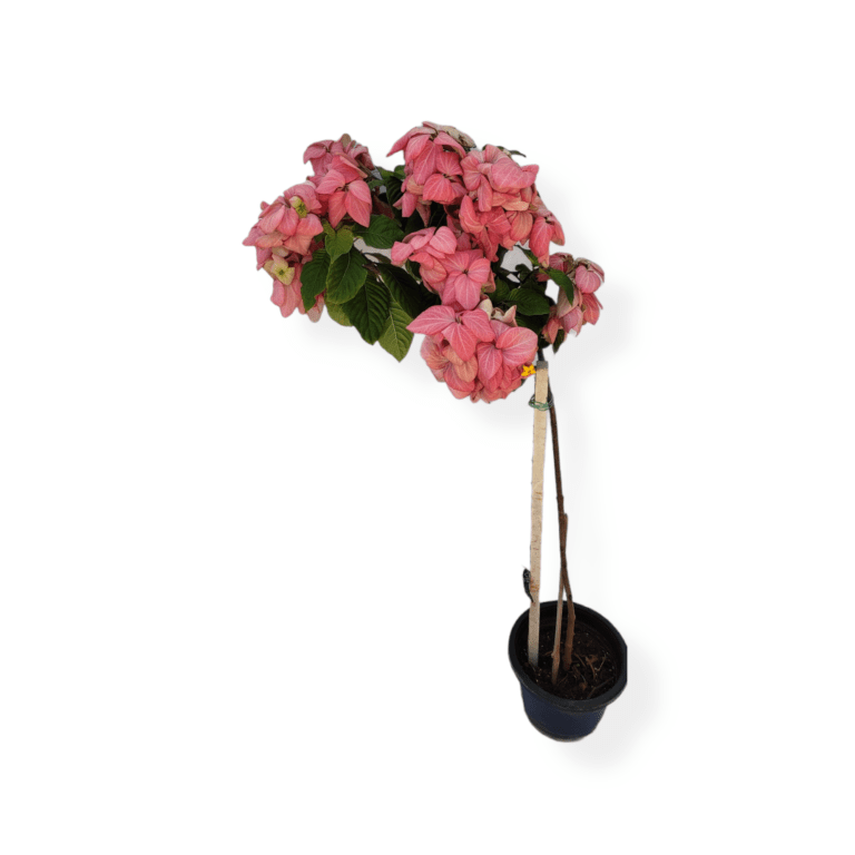 Mussaenda (Pink) Plant | Flowering Plants