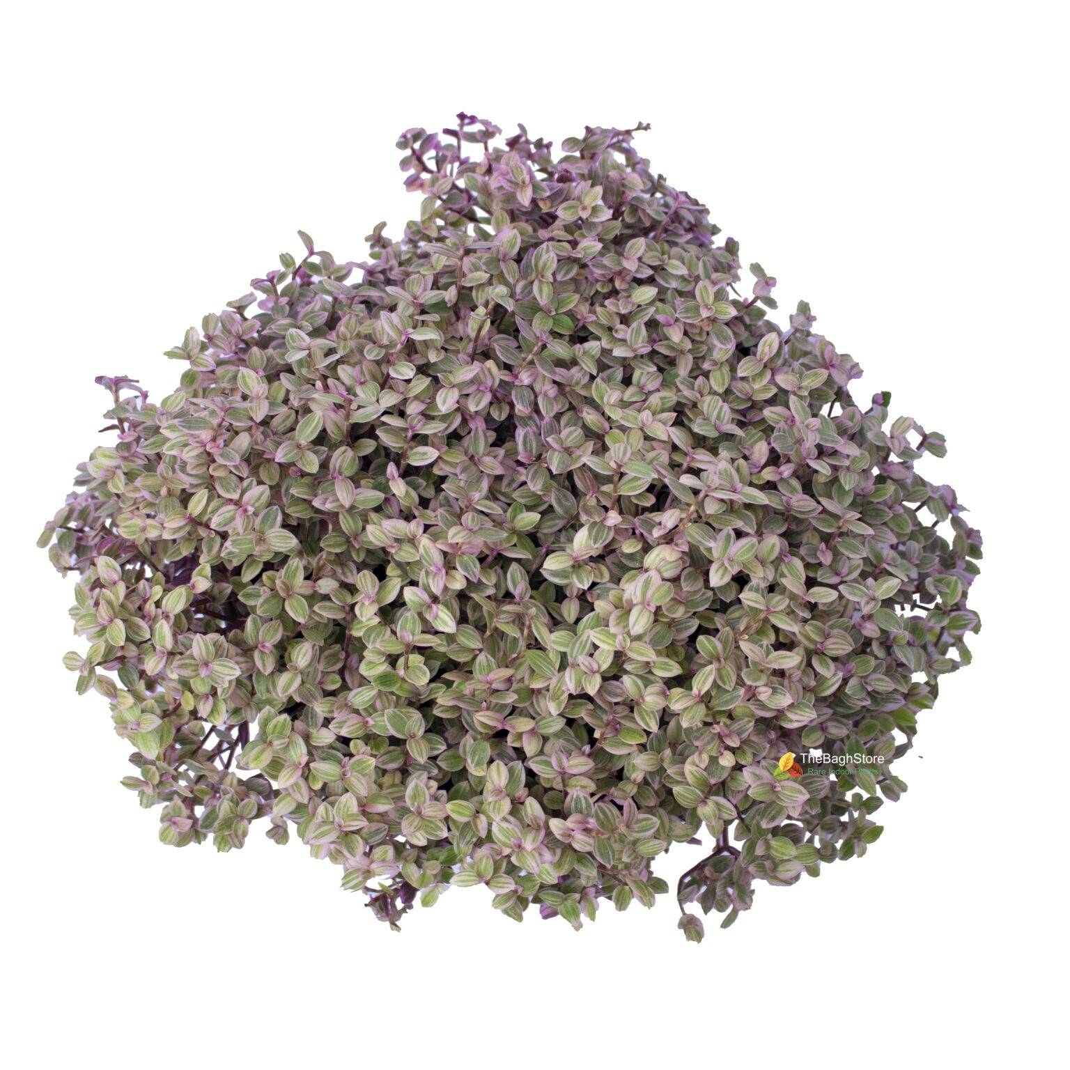 Callisia Pink Lady | TheBaghstore - All Indoor Plants