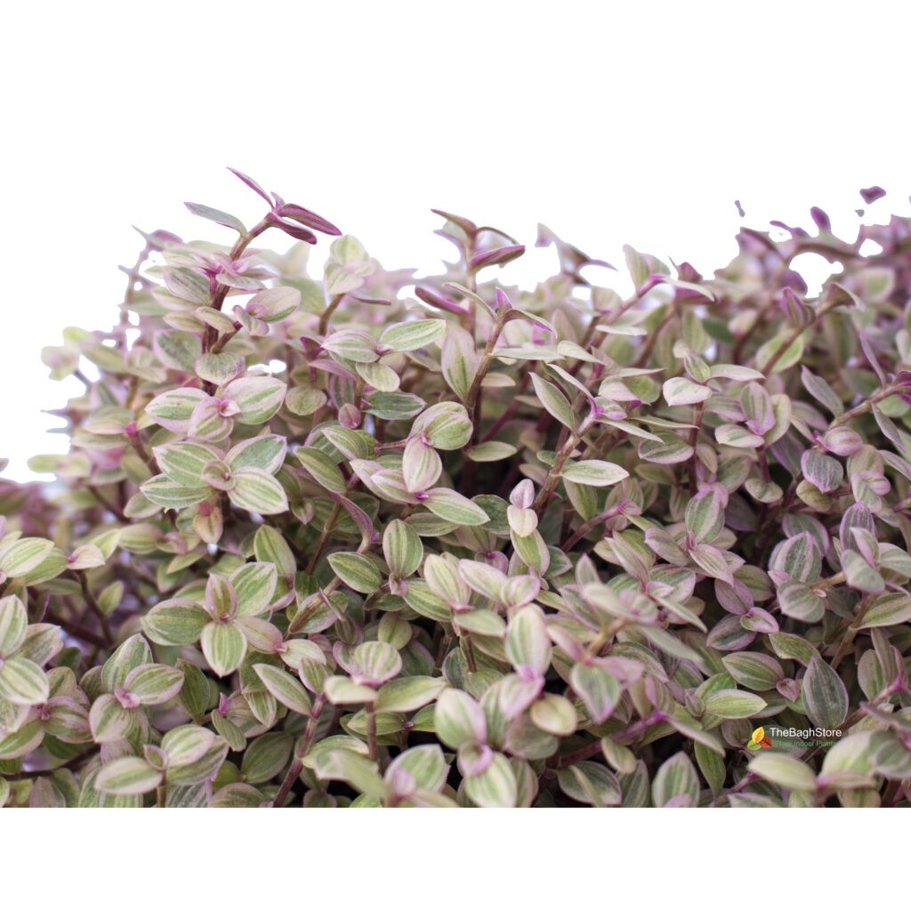 Callisia Pink Lady | TheBaghstore - All Indoor Plants