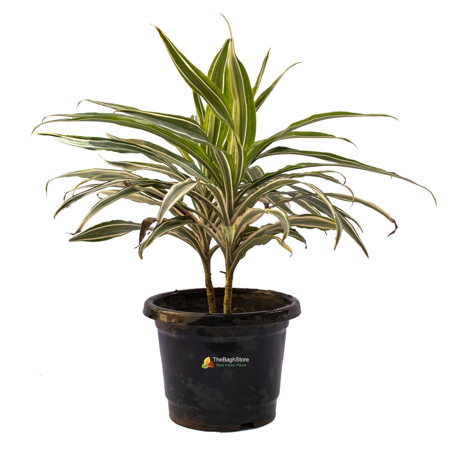 Dracaena Reflexa | TheBaghstore - All Indoor Plants