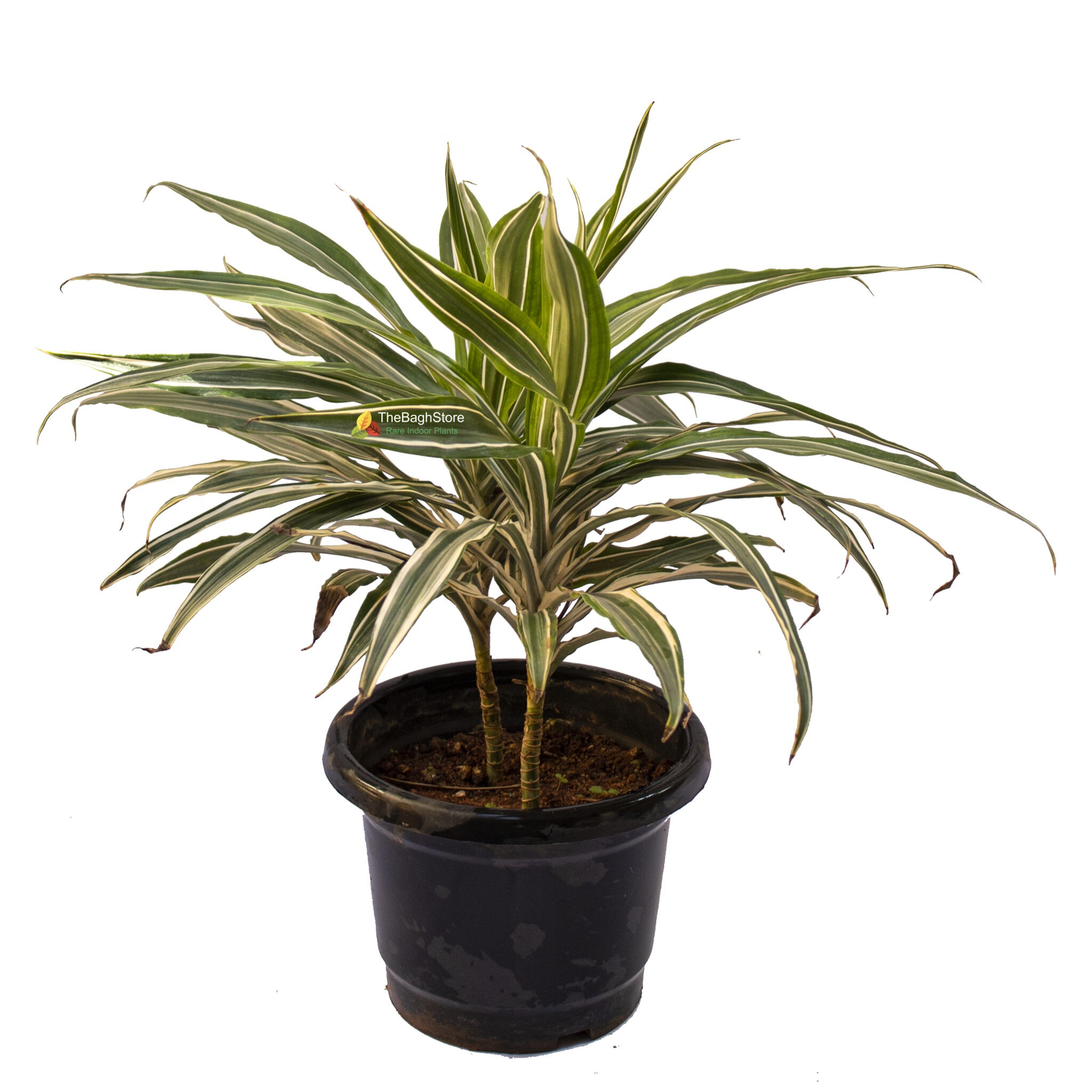 Dracaena Reflexa | TheBaghstore - All Indoor Plants