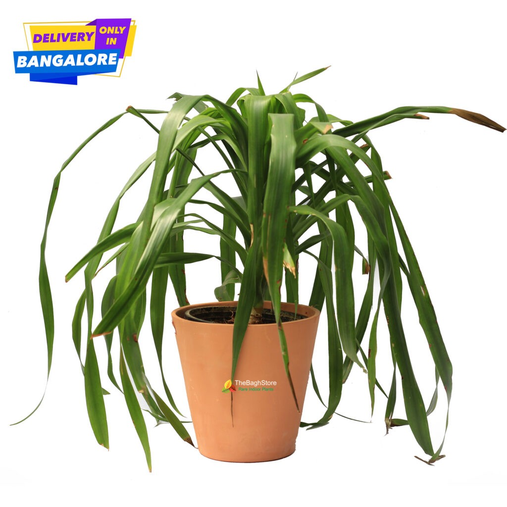 Dracaena Draco , Dragon Tree - Plant | TheBaghstore - All Indoor Plants