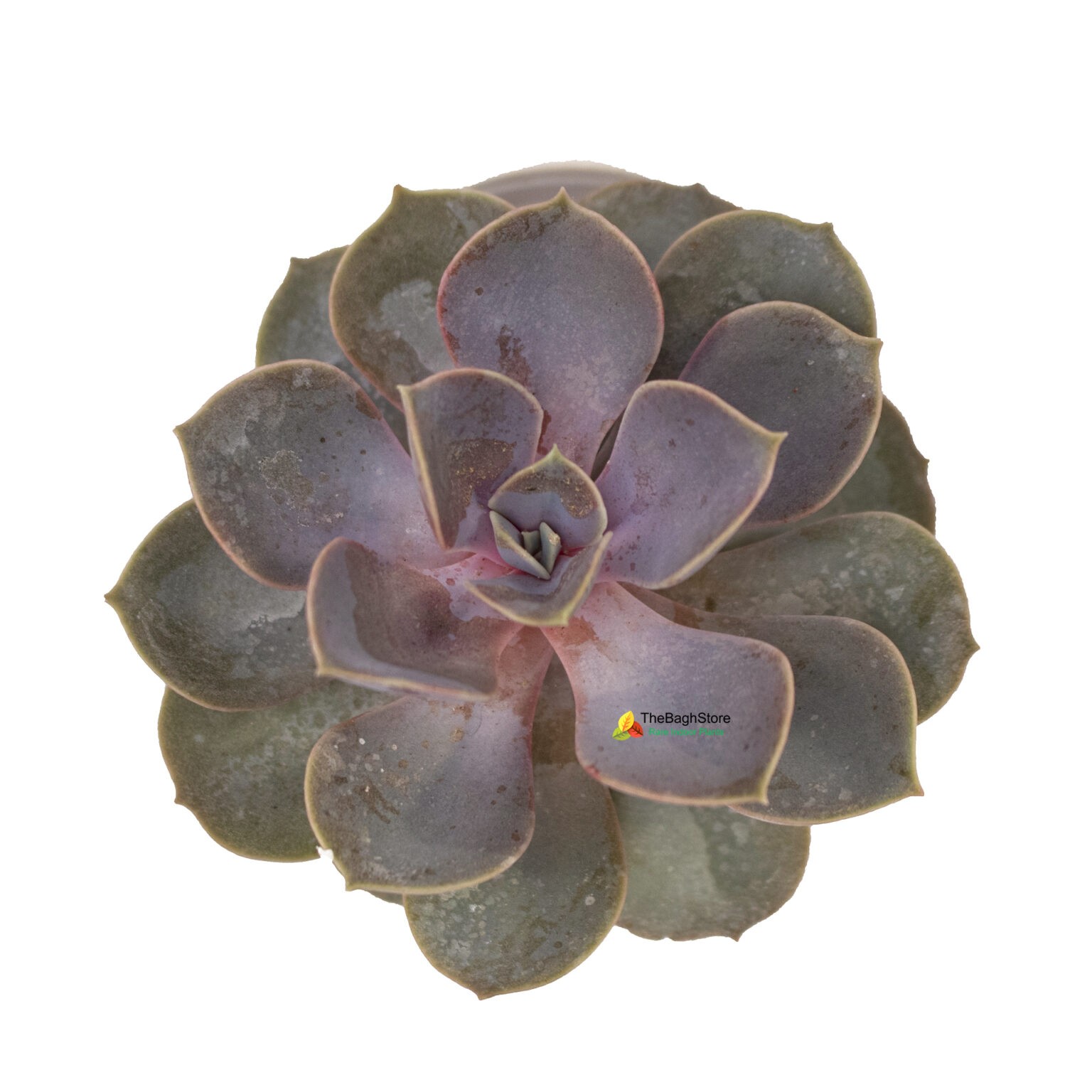 Echeveria Perle Von Nurnberg - Succulent Plant | TheBaghstore - All Indoor Plants