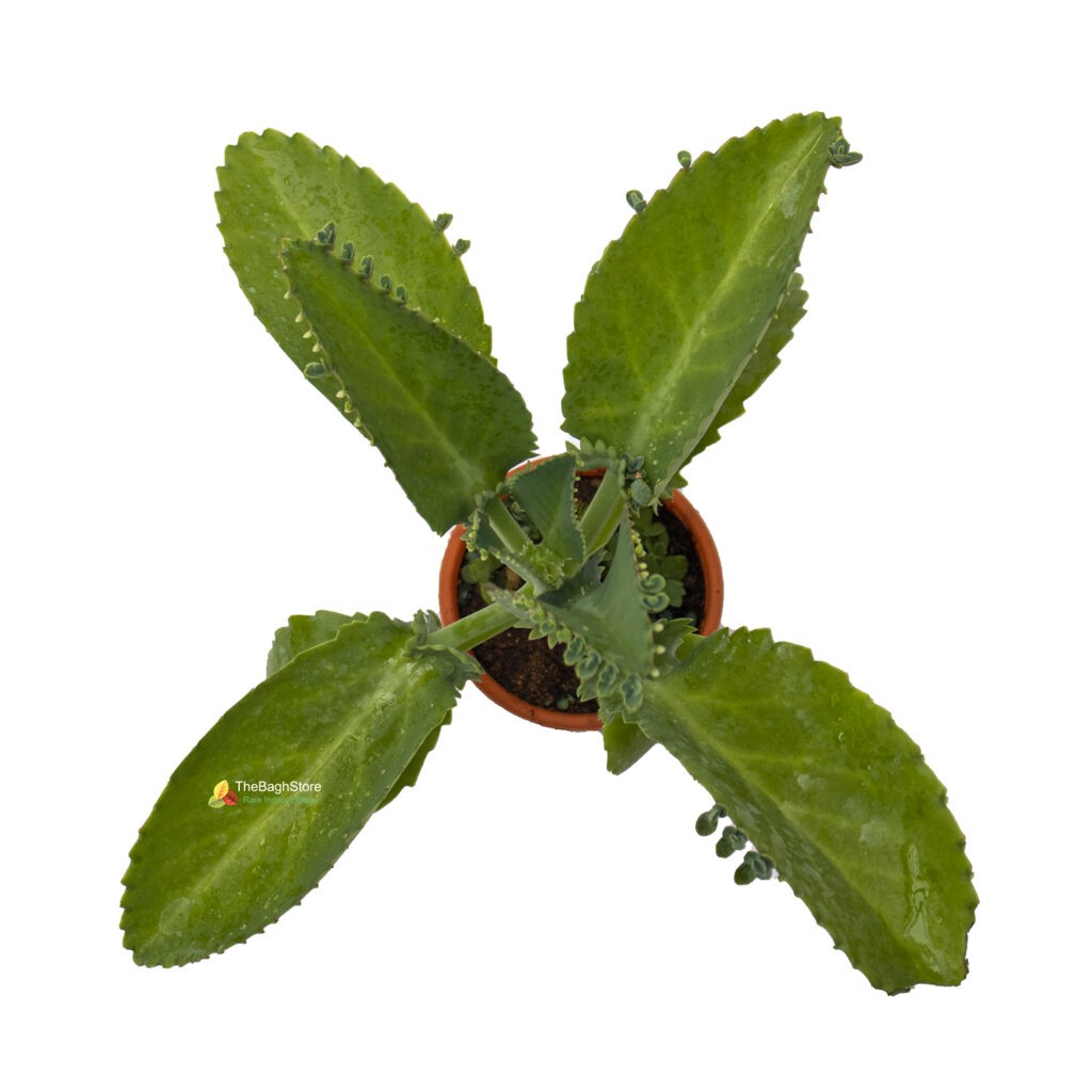 Buy Kalanchoe Pinnata, Patharchata Plant Online Bangalore Nursery