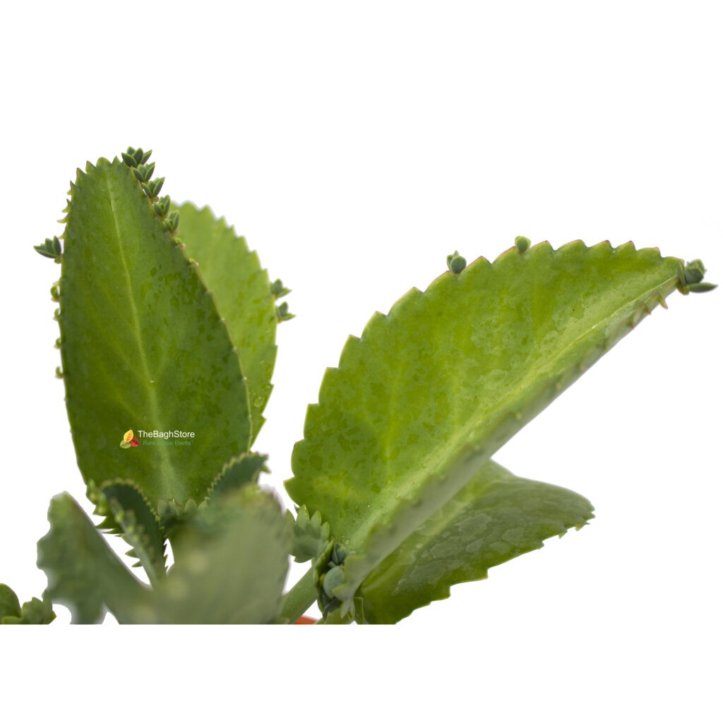 Buy Kalanchoe Pinnata, Patharchata Plant Online Bangalore Nursery