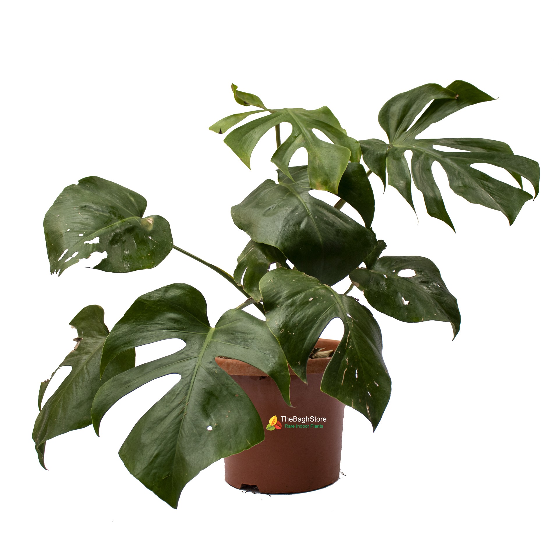 How to Care for a Monstera Deliciosa Plant