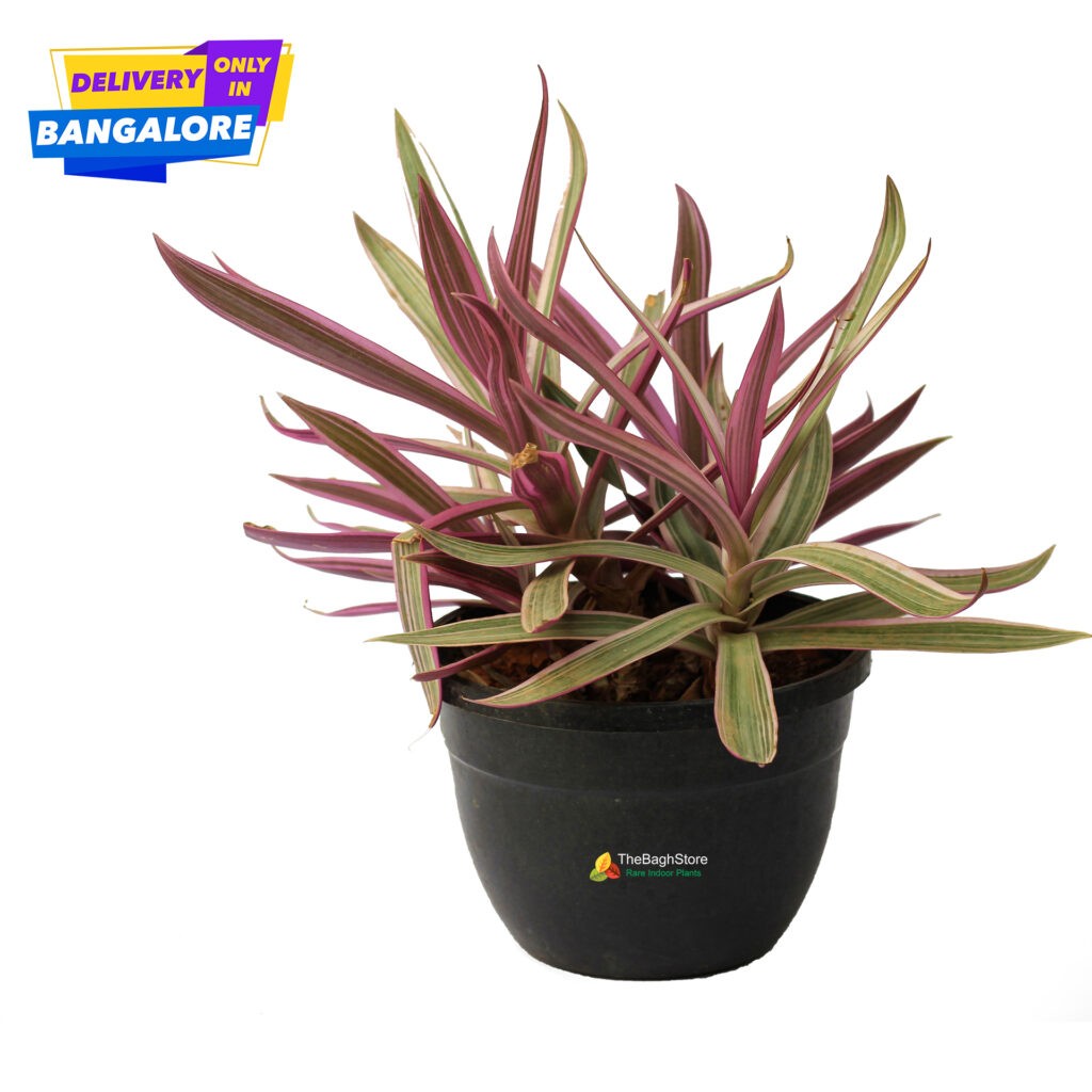 Buy Rhoeo Plant, Moses in the cradle Hanging - Online Plant Nursery 2021