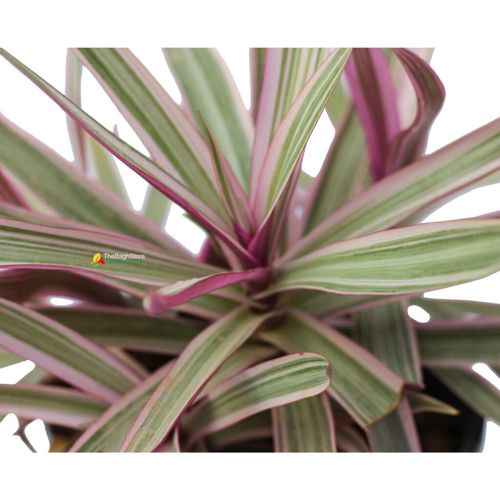 Buy Rhoeo Plant, Moses in the cradle Hanging - Online Plant Nursery 2021