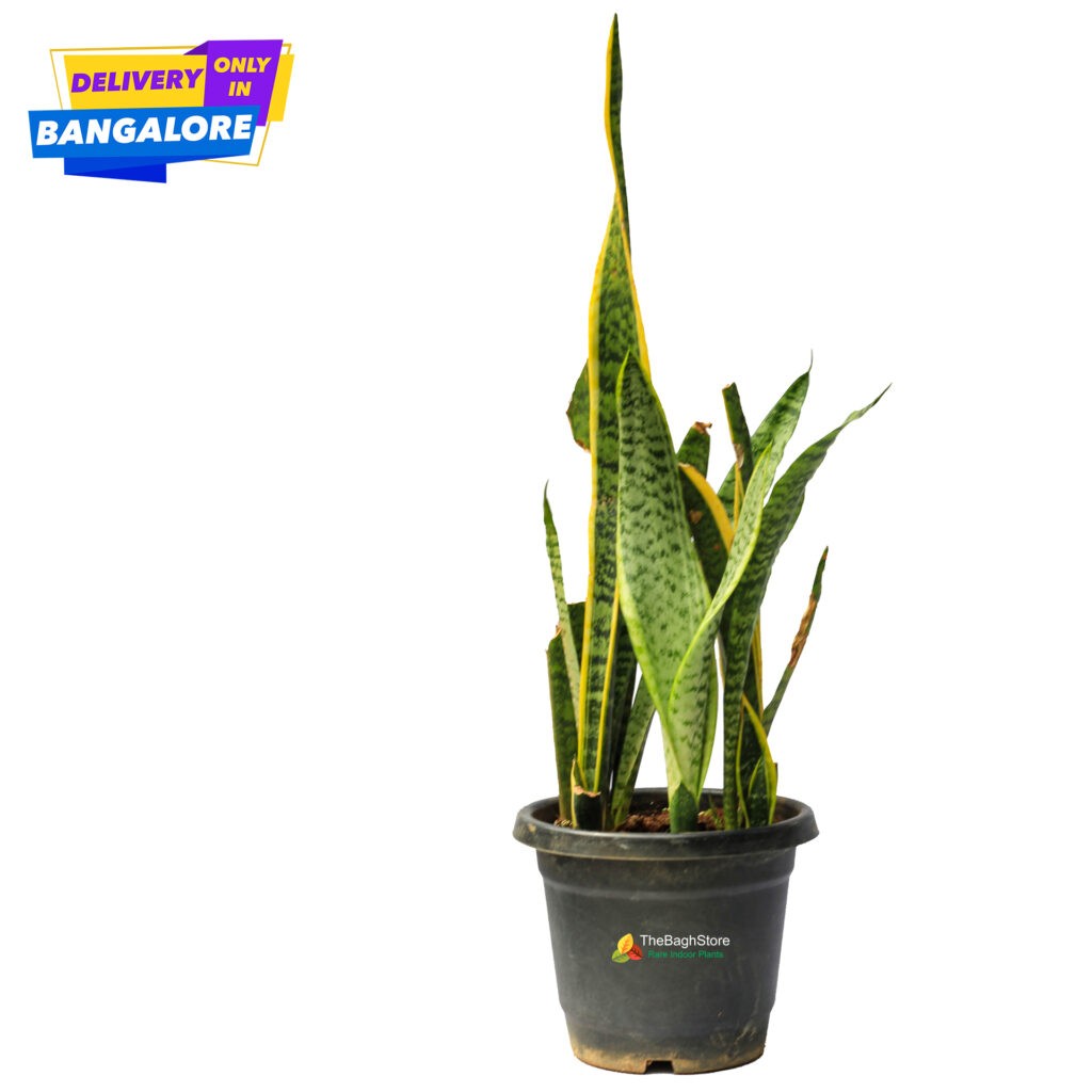 Kleinia Stapeliiformis, Senecio Stapeliiformis, Pickle Plant ...