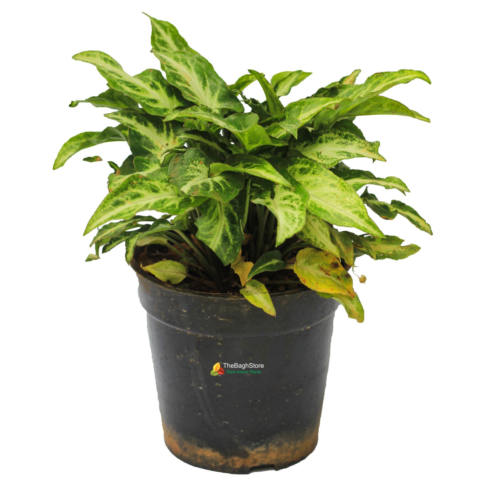 Syngonium podophyllum Mini Pixie - Plant | TheBaghstore - All Indoor Plants