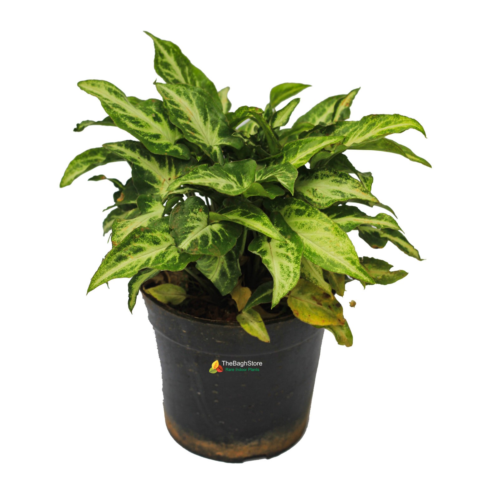 Syngonium podophyllum Mini Pixie - Plant | TheBaghstore - All Indoor Plants
