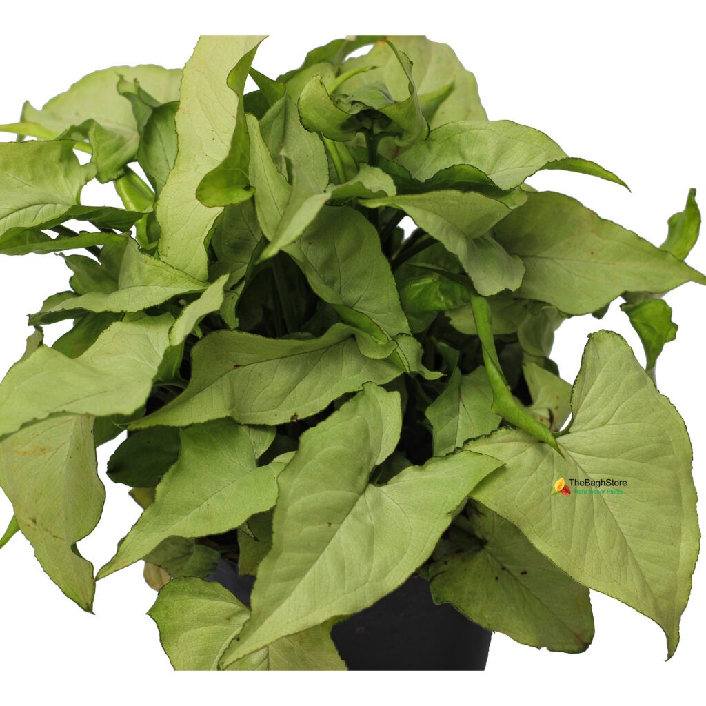 Syngonium Podophyllum Silver Pearl - Plant | TheBaghstore - All Indoor ...