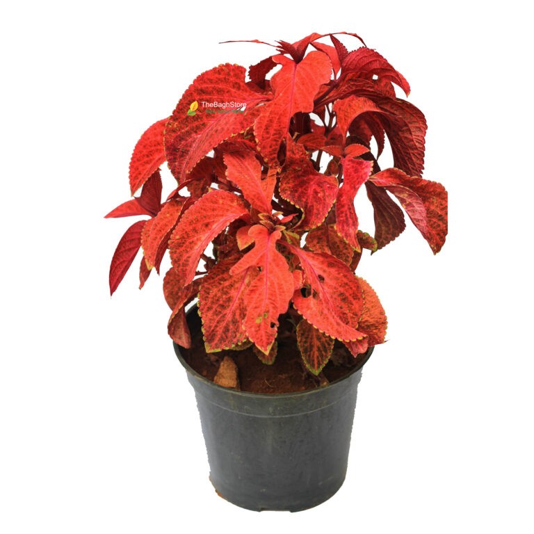 Coleus (Red) - Plant | TheBaghstore - All Indoor Plants