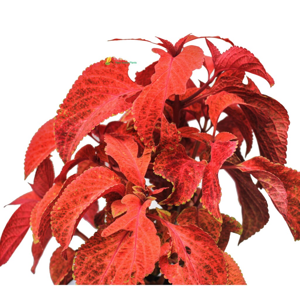 Coleus (Red) - Plant | TheBaghstore - All Indoor Plants