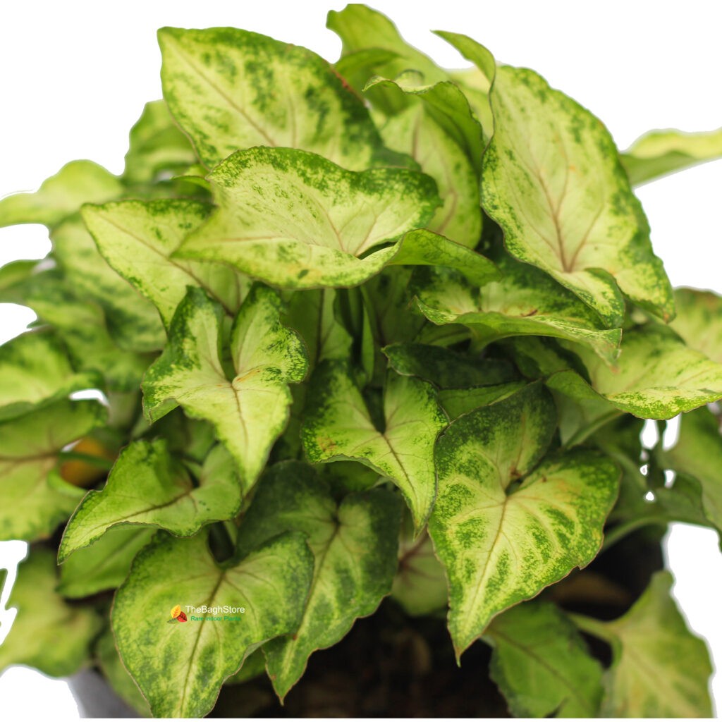 Syngonium podophyllum Mini Pixie - Plant | TheBaghstore - All Indoor Plants