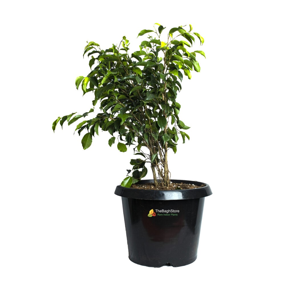 Ficus Benjamina, Weeping Fig - Plant | TheBaghstore - All Indoor Plants