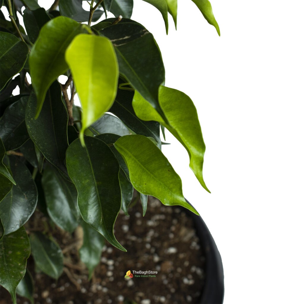 Ficus Benjamina, Weeping Fig - Plant | TheBaghstore - All Indoor Plants