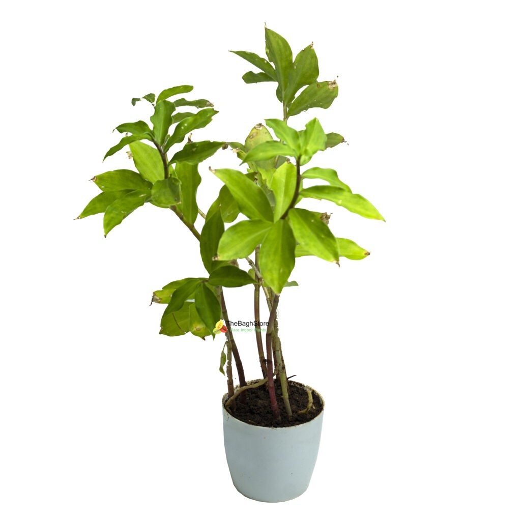 Insulin Plant, Costus igneus - Plant | TheBaghstore - All Indoor Plants