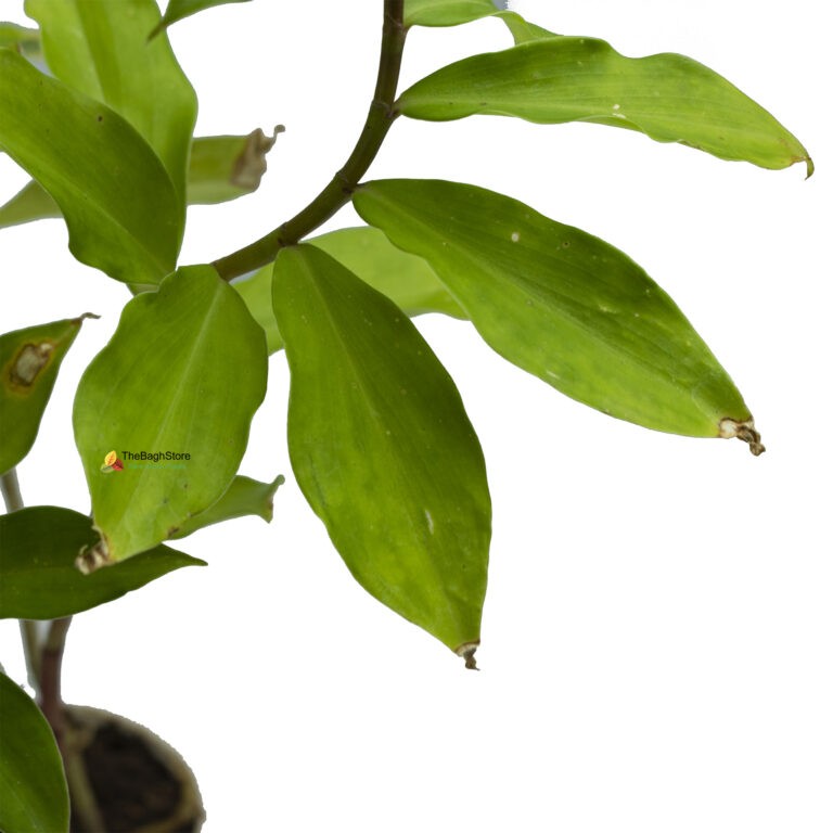 Insulin Plant, Costus igneus - Plant | TheBaghstore - All Indoor Plants