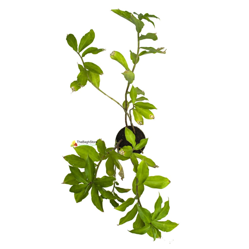 Insulin Plant, Costus igneus - Plant | TheBaghstore - All Indoor Plants