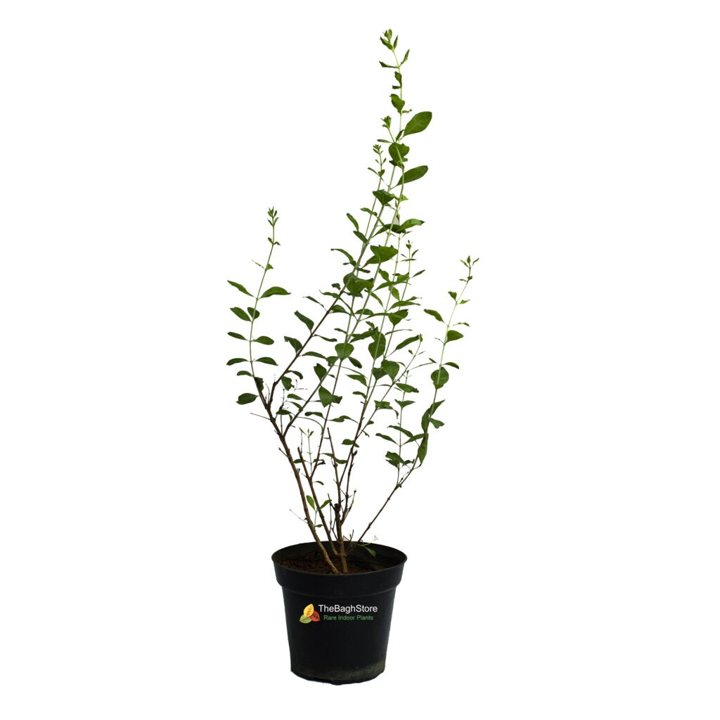 Moonseed Menispermum canadense - Plant | Bagh - Rare Indoor Plants