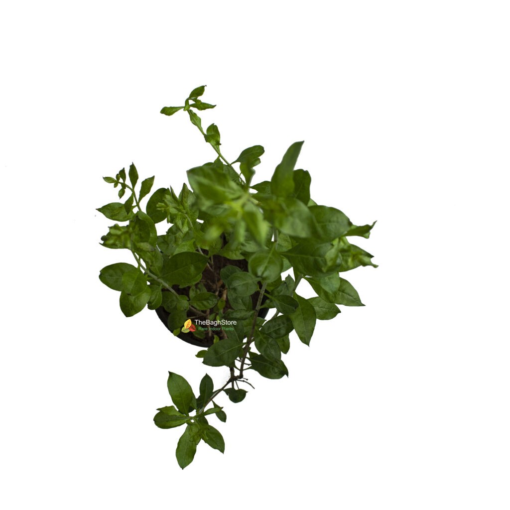 Moonseed Menispermum canadense - Plant | TheBaghStore - Online Indoor ...