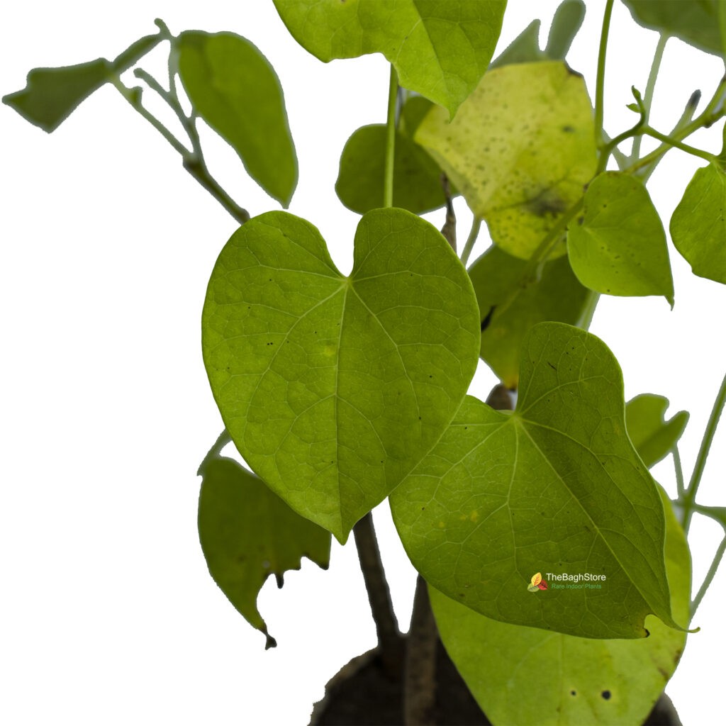 Moonseed Menispermum canadense - Plant | TheBaghstore - All Indoor Plants
