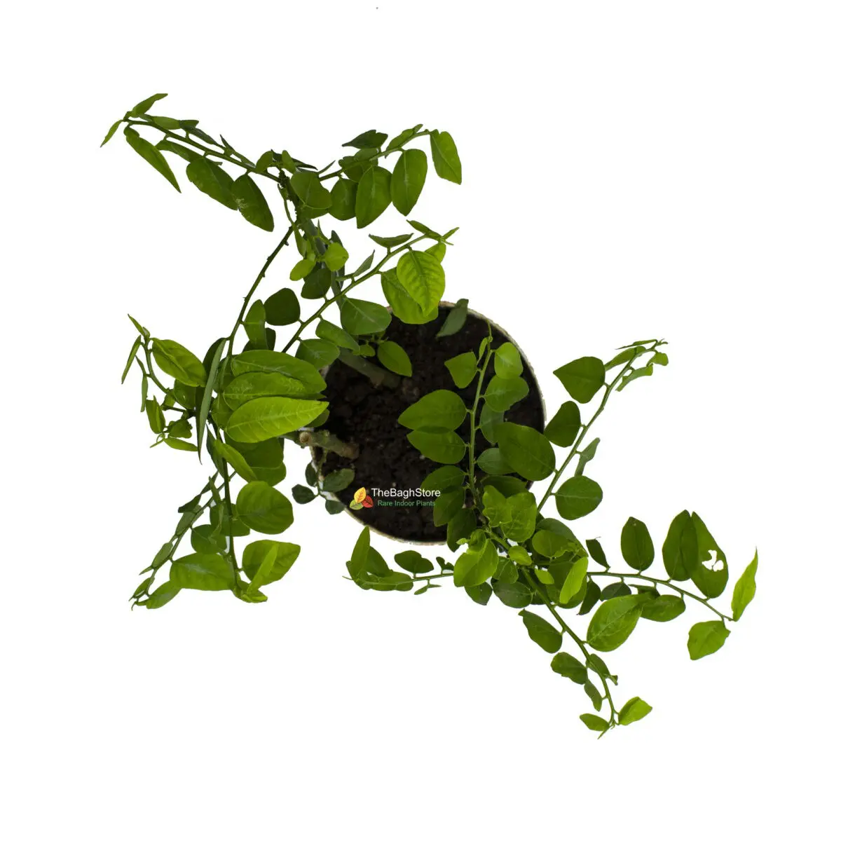 Multivitamin,Thavasi Keerai - Plant | TheBaghstore - All Indoor Plants