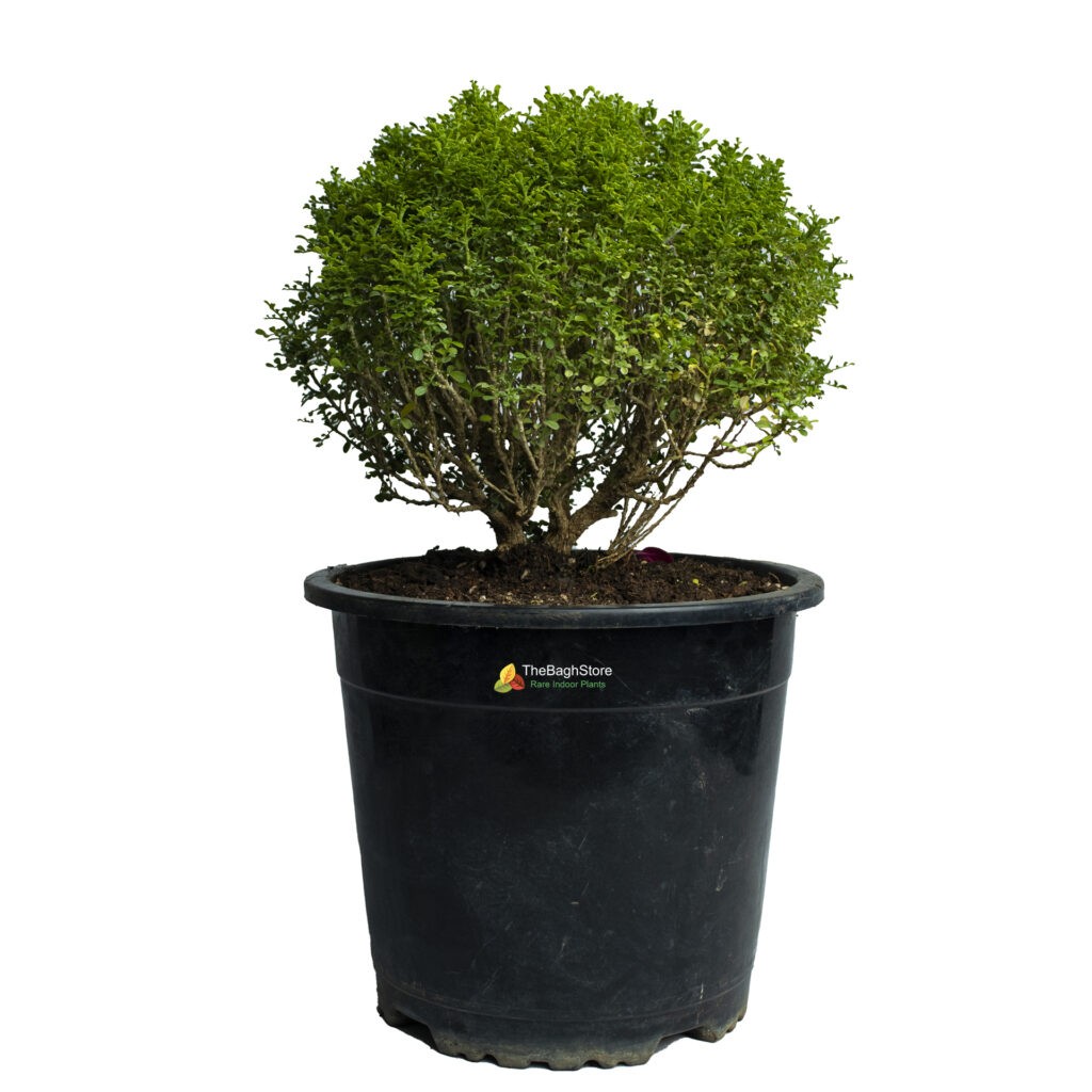 Murraya Exotica ,Murraya Paniculata , Orange Jessamine - Plant ...