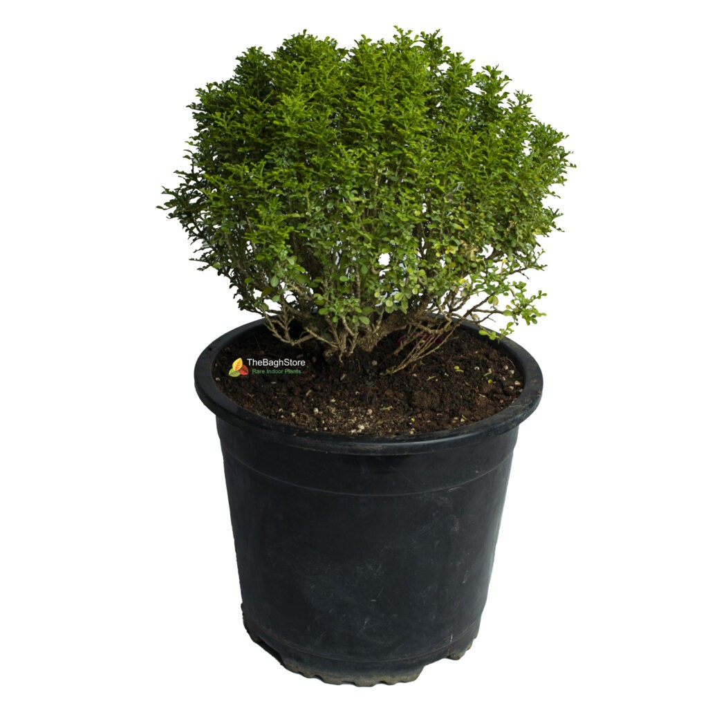 Murraya Exotica ,Murraya Paniculata , Orange Jessamine - Plant ...