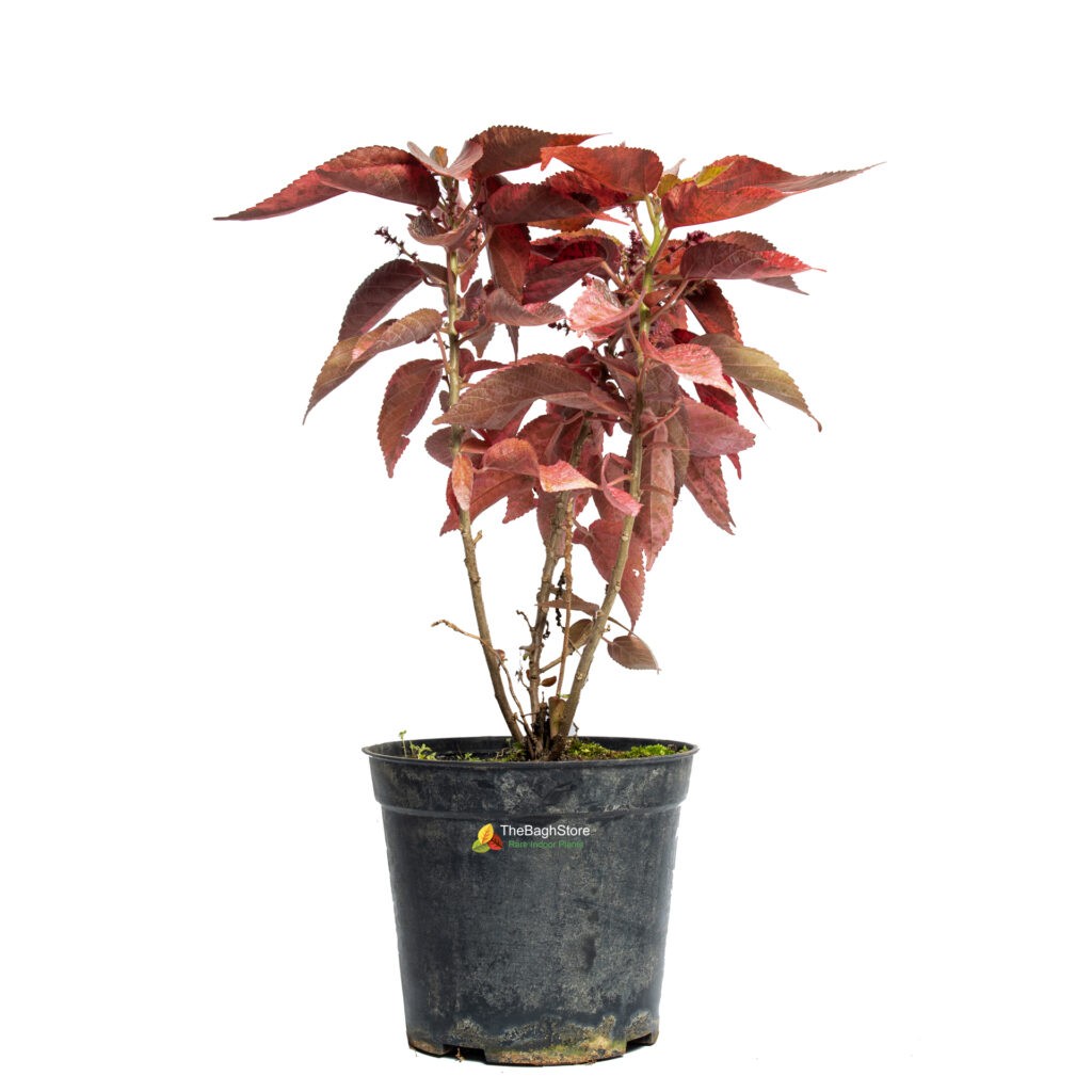 Acalypha wilkesiana, Copperleaf - Plant | TheBaghstore - All Indoor Plants