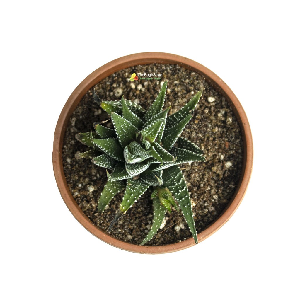 Zebra Cactus, Haworthia reinwardtii, Zebra Wart - Succulent Plant ...