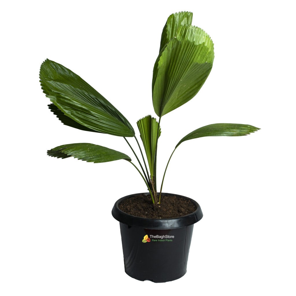 Ruffled fan palm,Pichodia grandis, Licuala grandis - Plant ...