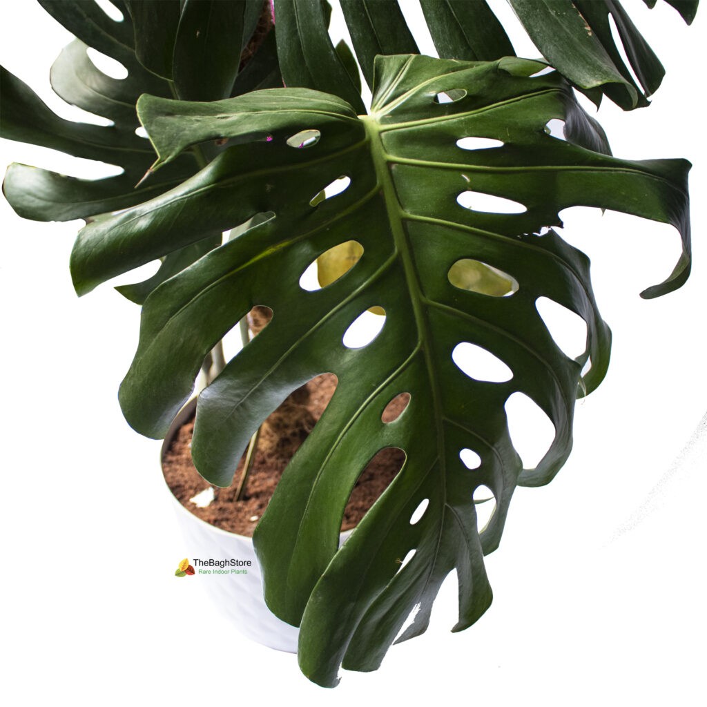 Monstera Deliciosa , 5ft With Pot - Plant | TheBaghstore - All Indoor ...