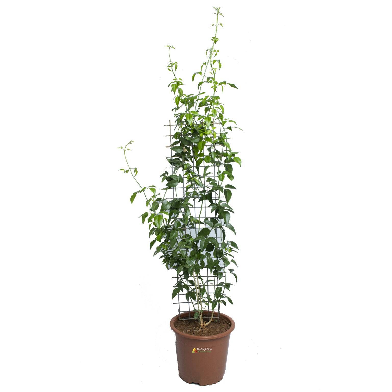 Jasmine Vine, Jasmine Climber Creeper, Star Jasmine ,Trachelospermum ...
